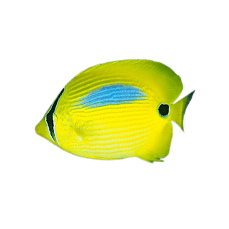 Blue Spot Butterflyfish - Harry's Marine Life