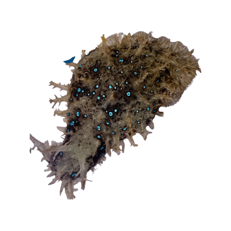 Blue Spot Sea Hare (Expert Only) - Harry's Marine Life