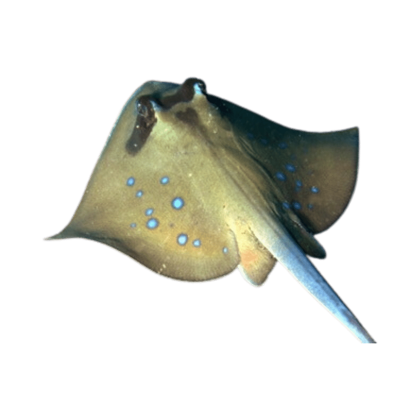 Blue Spotted Diamond Stingray (Expert) - Harry's Marine Life