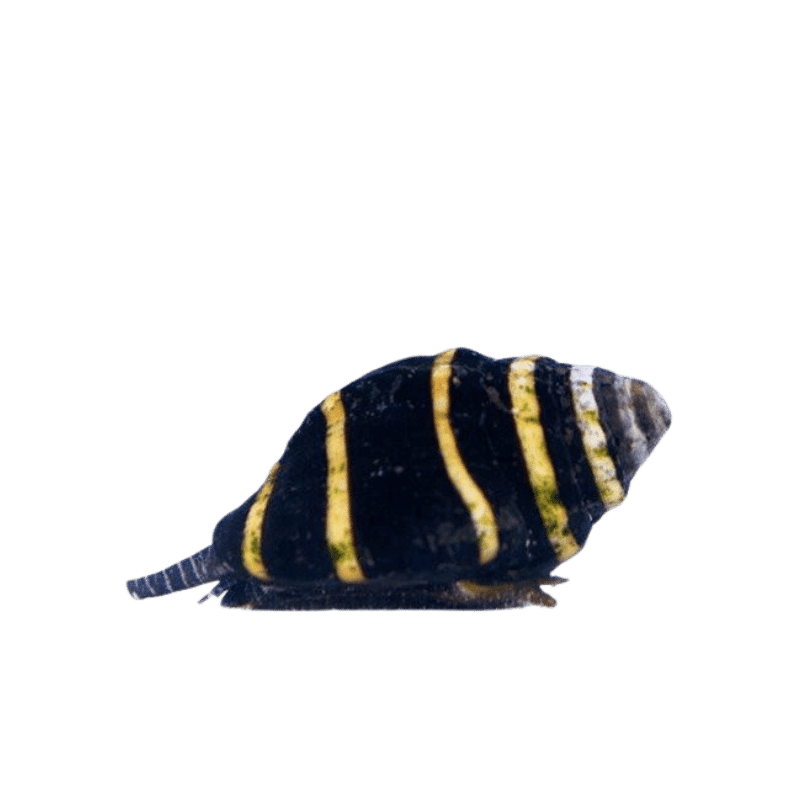Bumblebee Snail - Harry's Marine Life