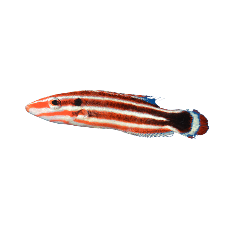 Candy Cane Wrasse - Harry's Marine Life
