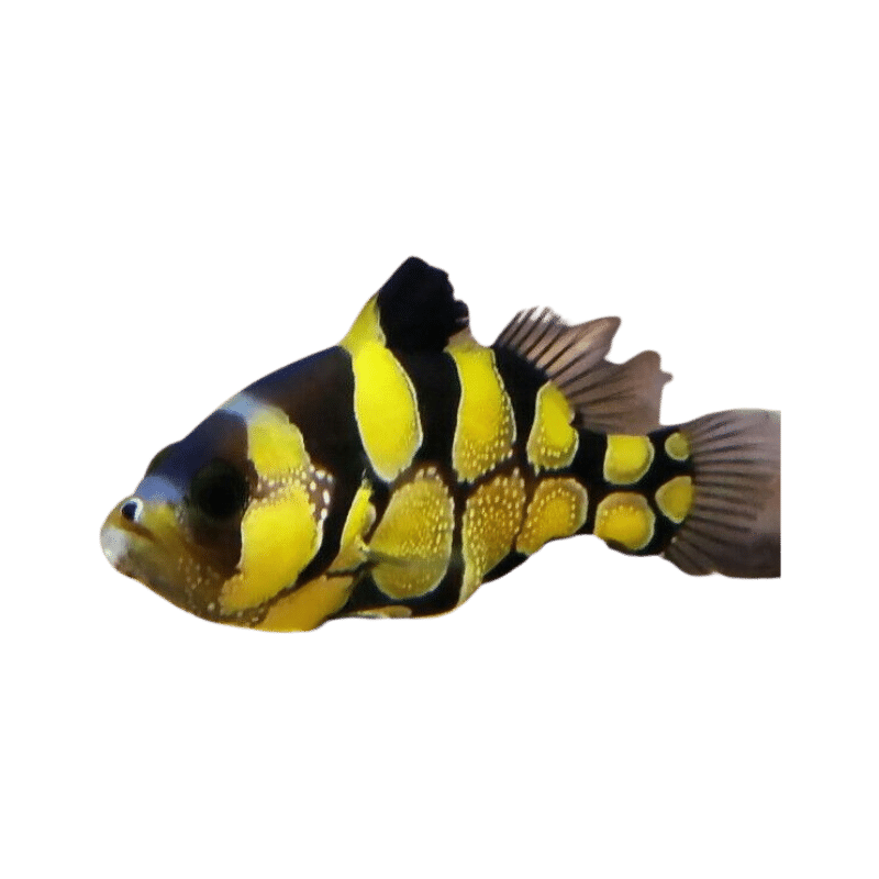 Clown Grouper - Harry's Marine Life