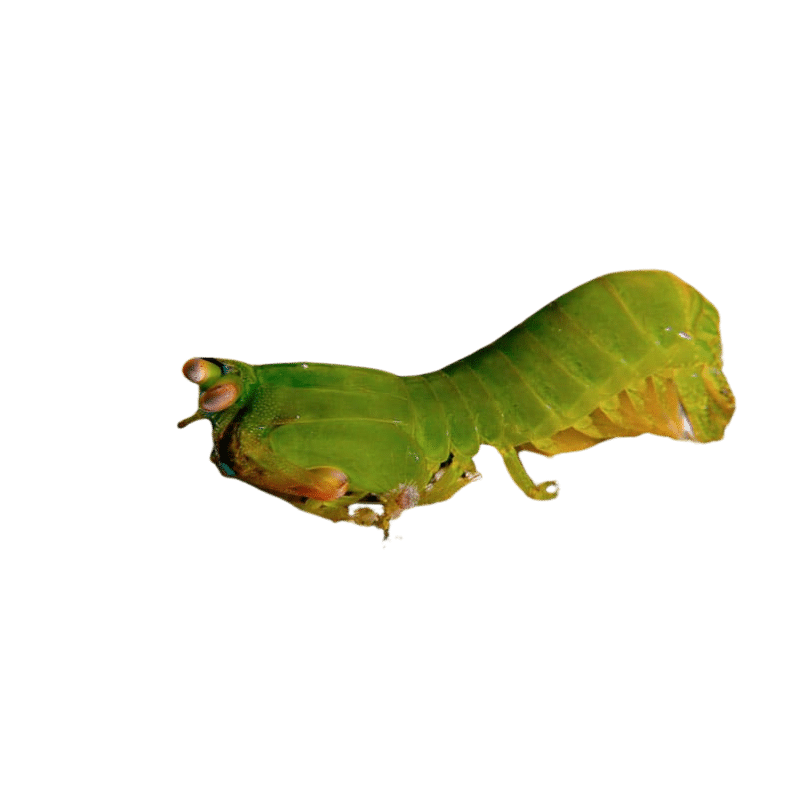 Colored (Philipine) Mantis Shrimp - Harry's Marine Life