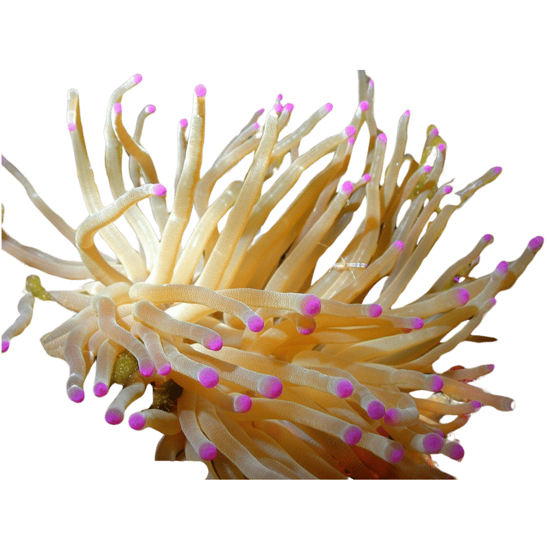 Condylactis Aneome - Harry's Marine Life