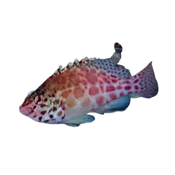 Coral/Spotted Hawk - Harry's Marine Life
