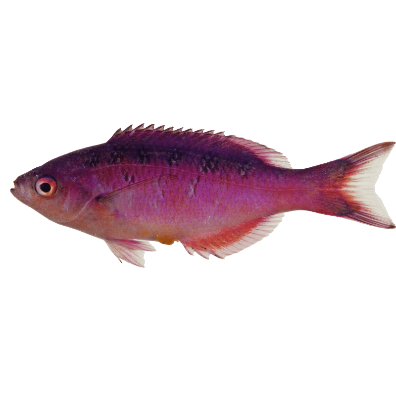 Wrasses & Parrot Fish - Harry's Marine Life