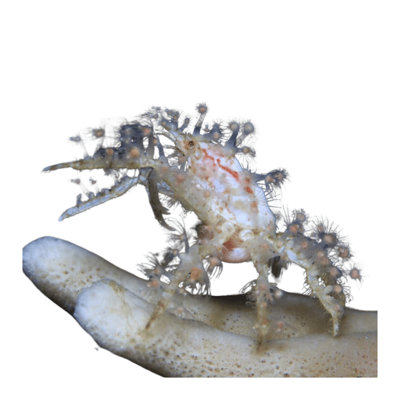 Decorator crab - Harry's Marine Life