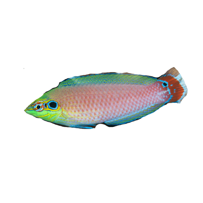 Earmuff Wrasse (No Guarantee) - Harry's Marine Life
