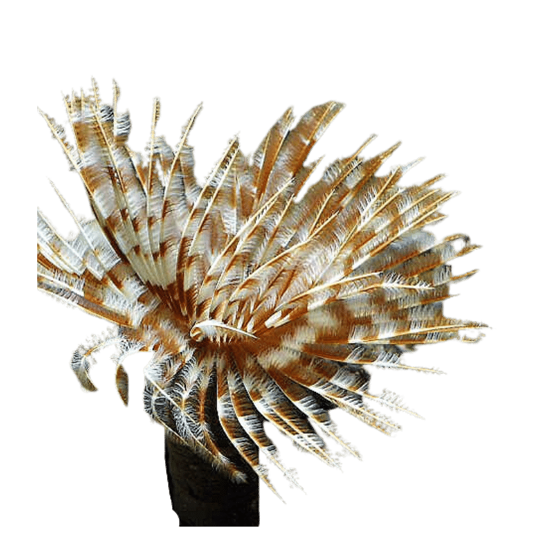 Feather Duster Large - Harry's Marine Life