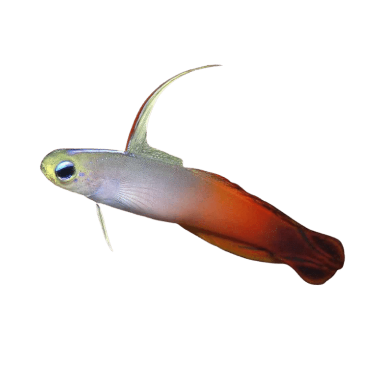 Firefish Goby - Harry's Marine Life