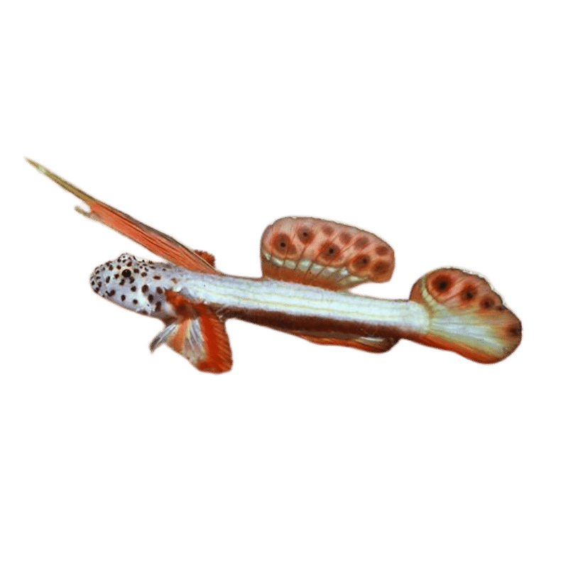 Flaming Prawn Goby - Harry's Marine Life