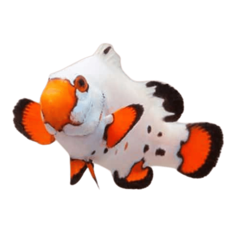 Frostbite Clownfish - Harry's Marine Life