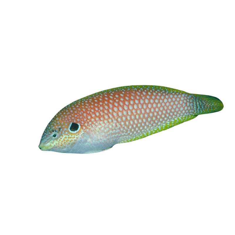 Kuiter's Leopard Wrasse (No Guarantee) - Harry's Marine Life