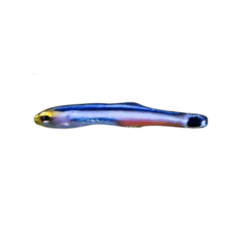 Mini Dart Goby - Harry's Marine Life