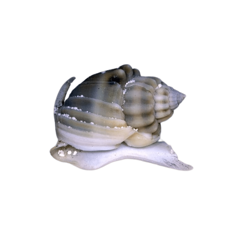 Nassarius Snails Large - Harry's Marine Life