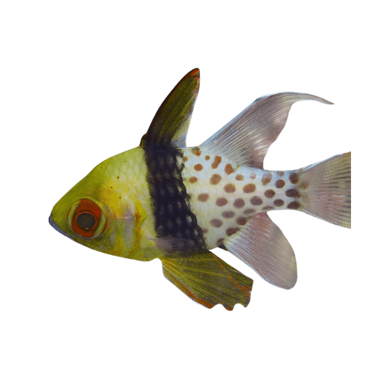 Pajama Cardinal - Harry's Marine Life