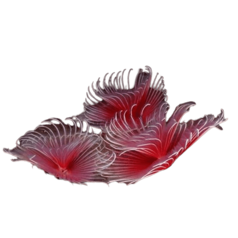 Pink Feather Duster - Harry's Marine Life