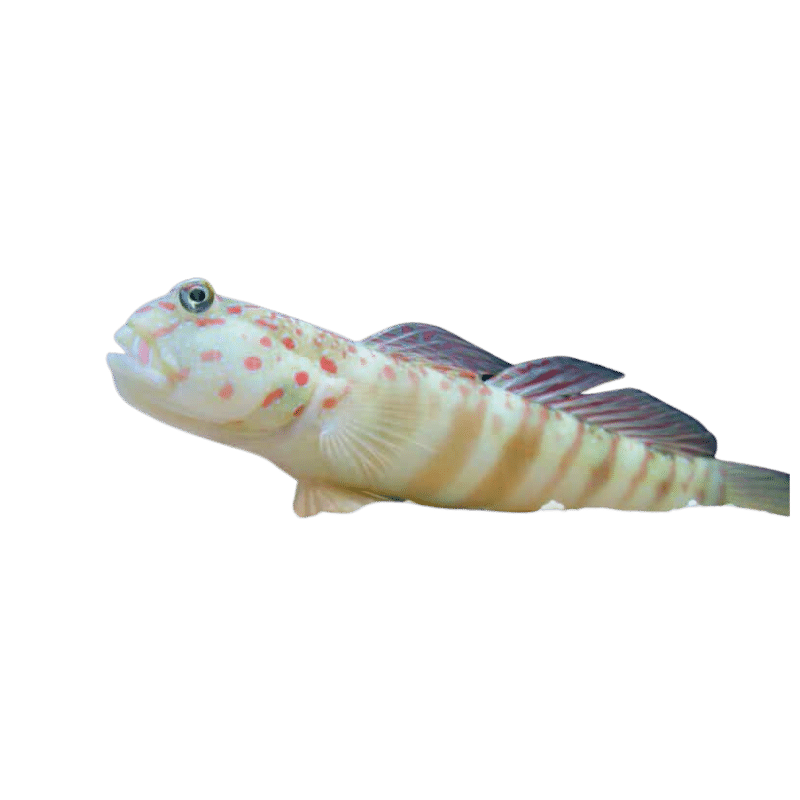 Pink Spot Watchman Goby - Harry's Marine Life