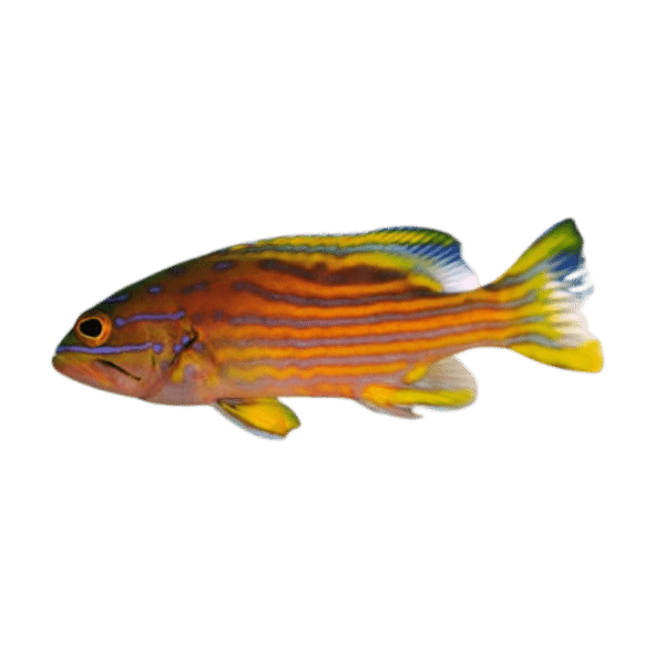 Polleni Grouper Med - Harry's Marine Life