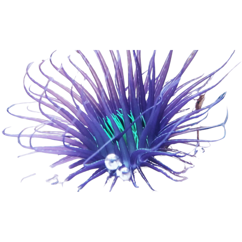 Purple Tube Anemone - Harry's Marine Life