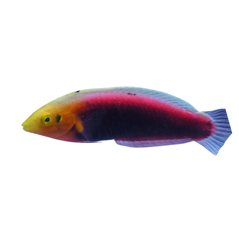 Radiant Wrasse Africa (EXPERT ONLY) - Harry's Marine Life