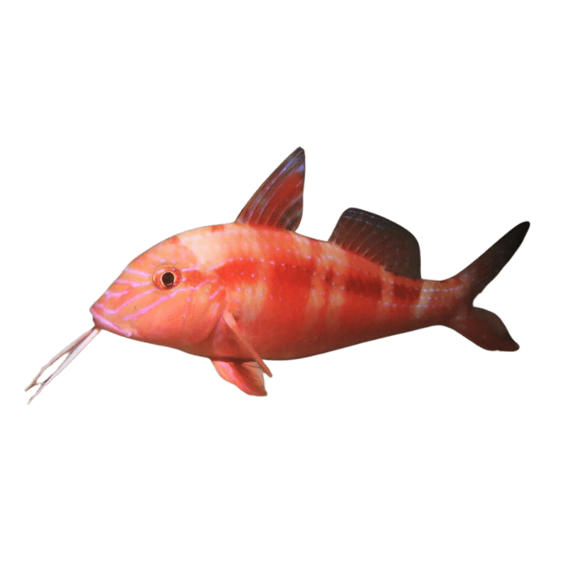 Red GoatFish - Harry's Marine Life