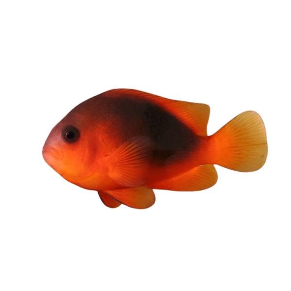 Red Saddle (Fire) Clown - Harry's Marine Life