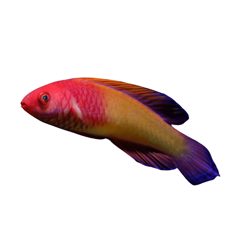 Red Velvet ( Rosy Scale ) Fairy Wrasse - Harry's Marine Life