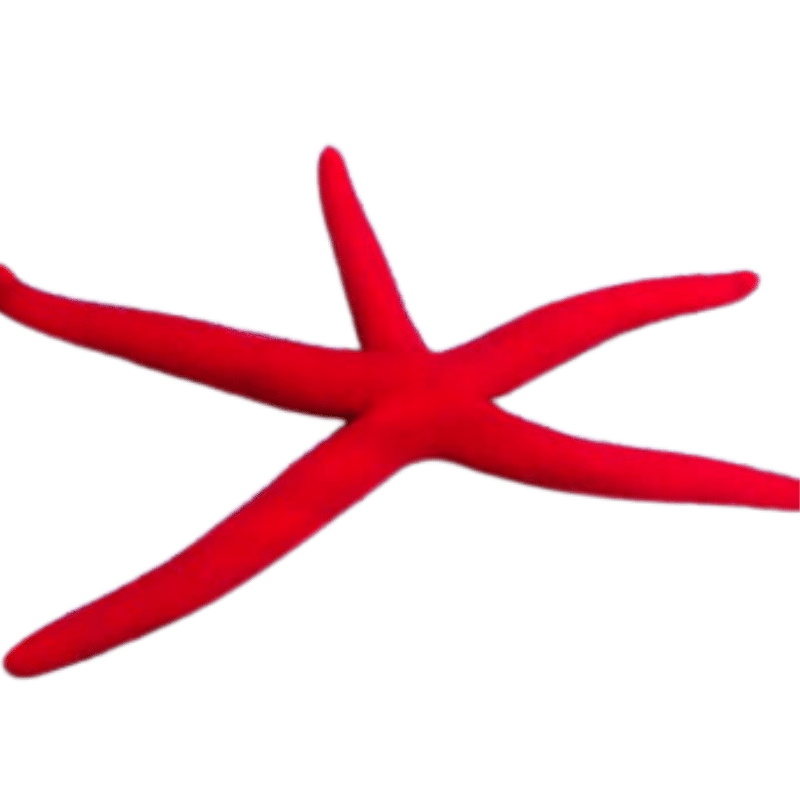 Red/Orange Linkia Star - Harry's Marine Life