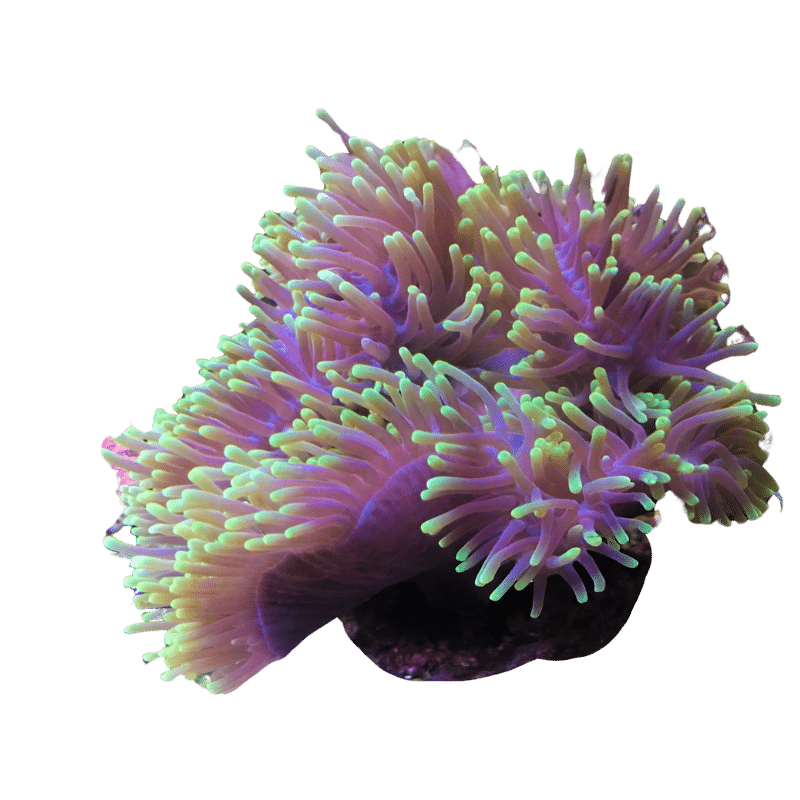 Ritteri Anemone (Indo) - Harry's Marine Life