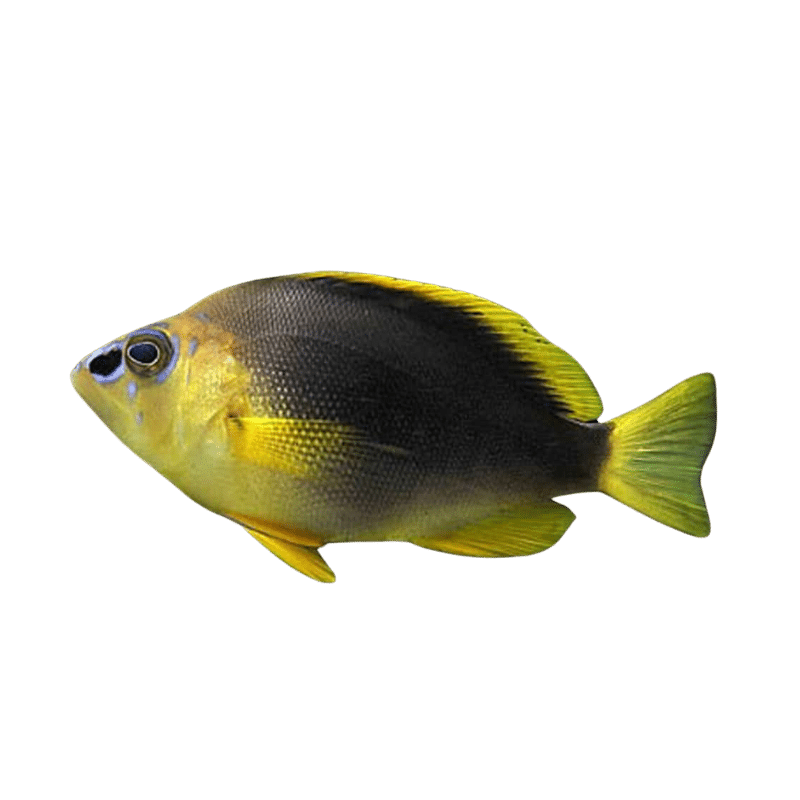 Shy Hamlet - Harry's Marine Life