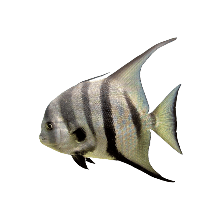 Spade Fish - Harry's Marine Life