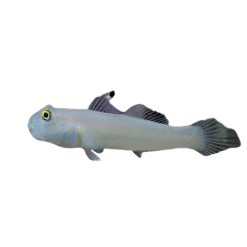 White Sand (Chalk) Goby - Harry's Marine Life