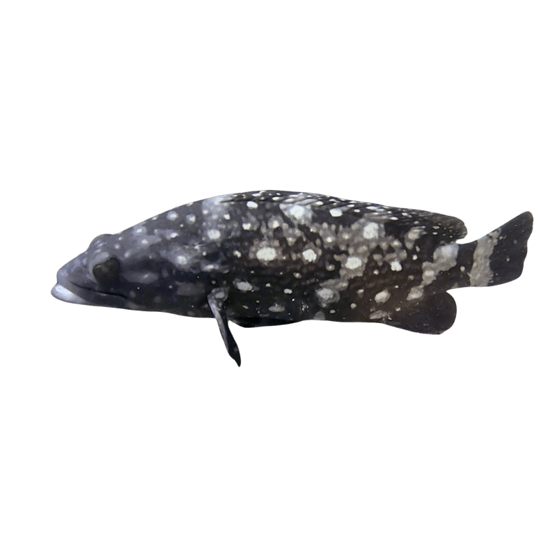 White Spotted Grouper - Harry's Marine Life