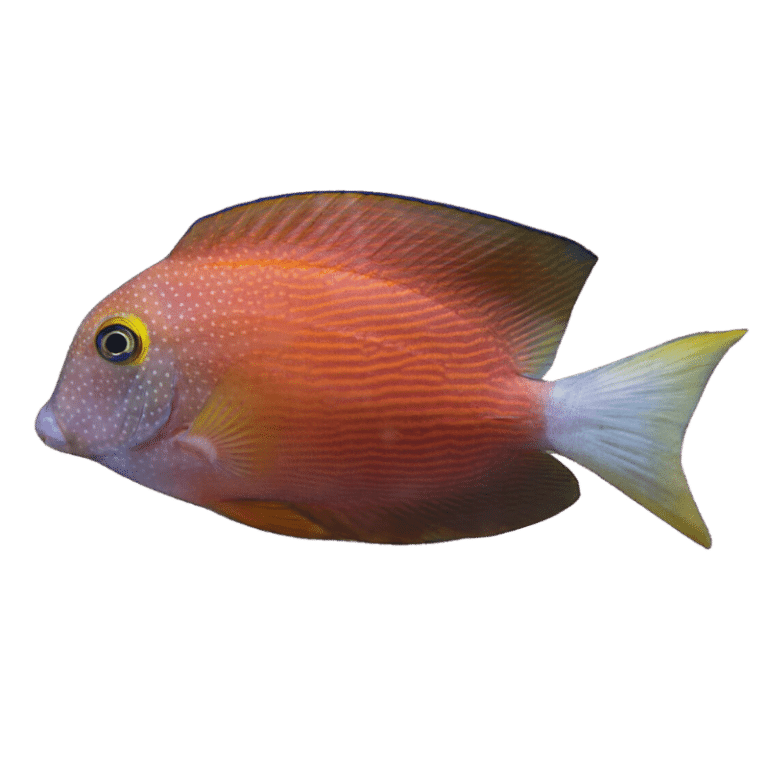 White Tail Bristletooth Tang - Harry's Marine Life