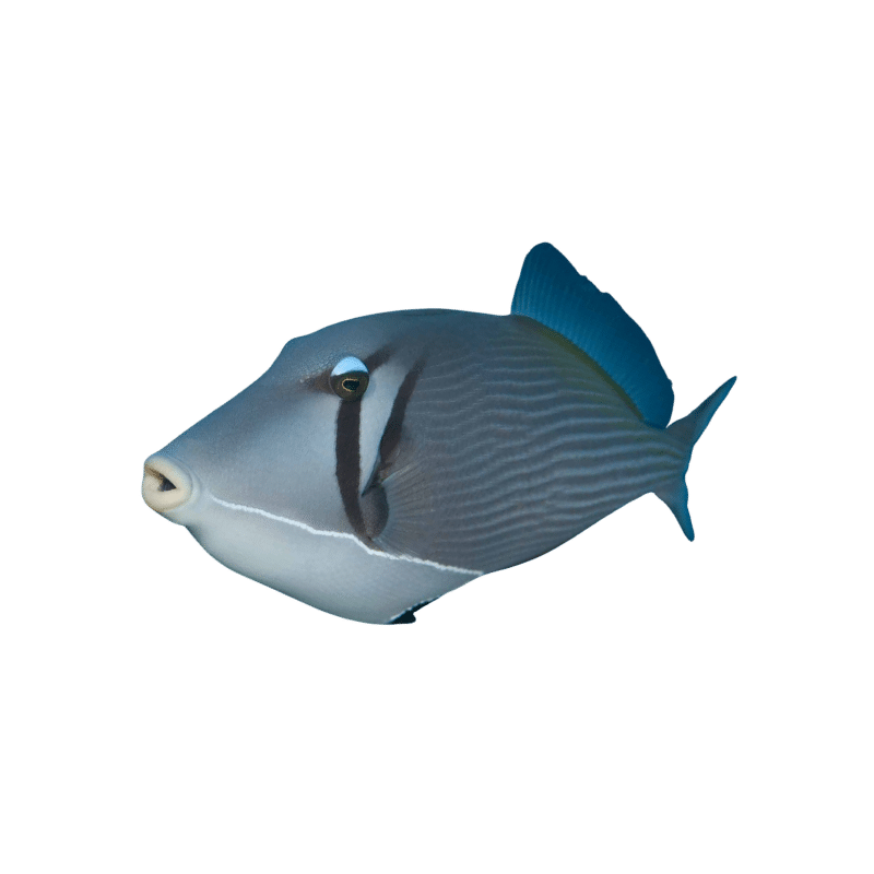 White Line (Bursa) Trigger Fish - Harry's Marine Life