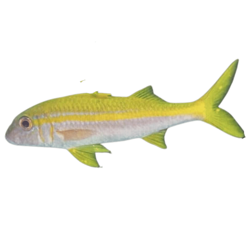Yellow Goatfish - Harry's Marine Life