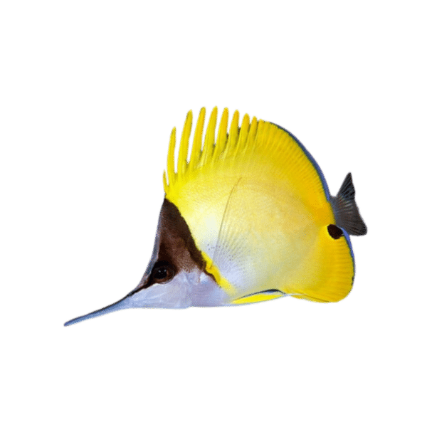 Butterflyfish - Harry's Marine Life