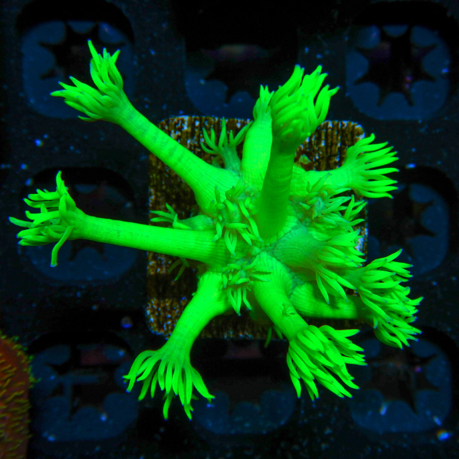 Misc Inverts - Harry's Marine Life