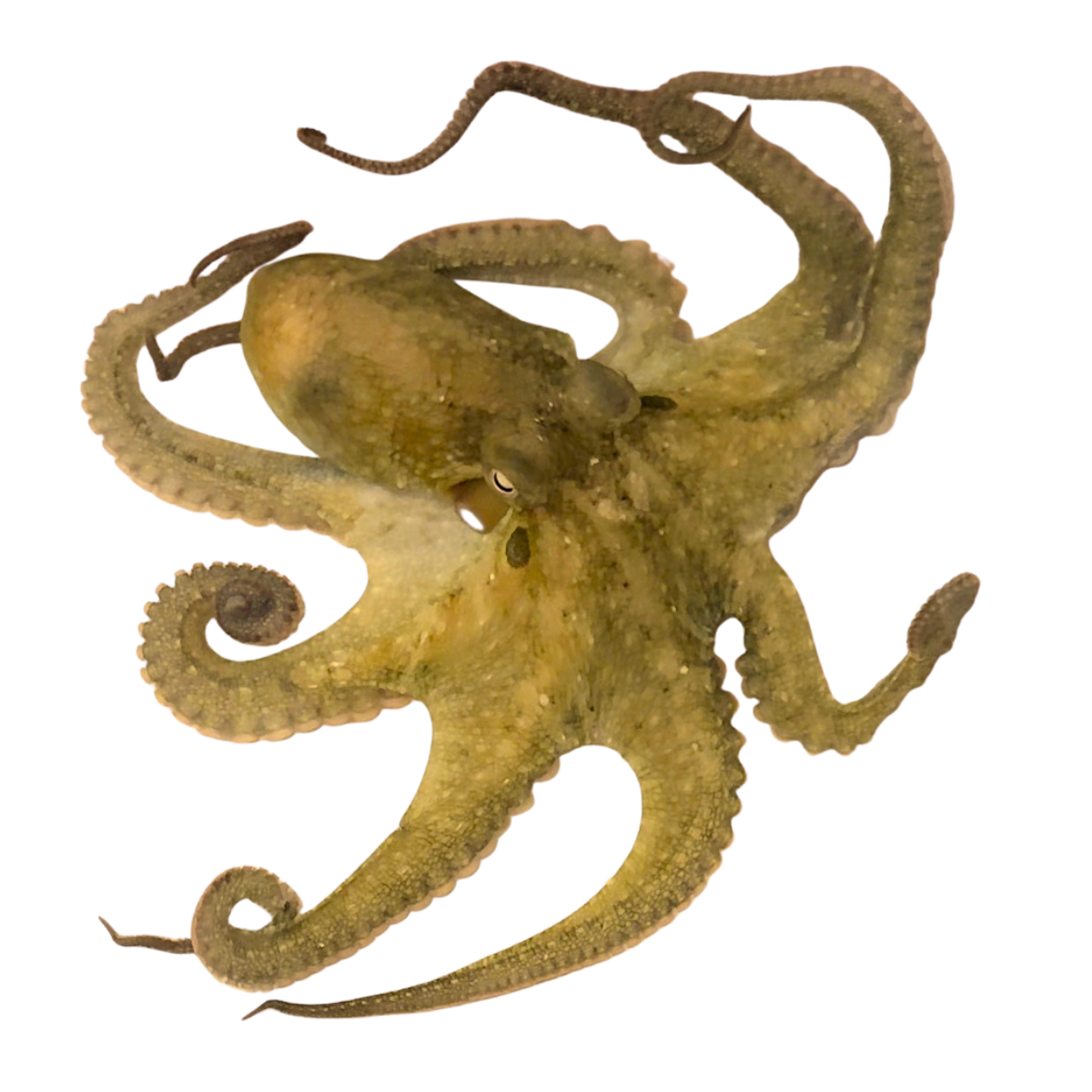 Two Spot Octopus (Expert Only) - Harry's Marine Life