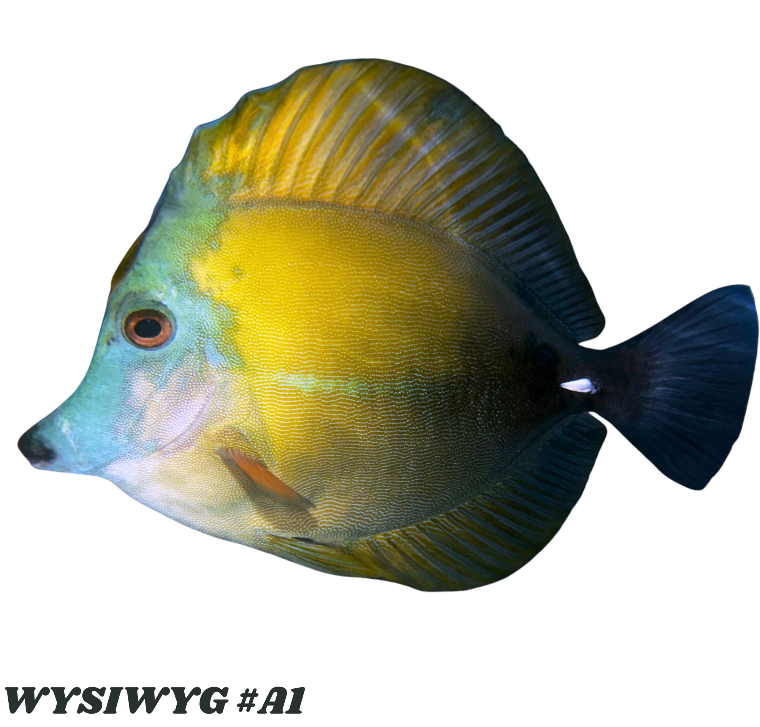 Blue Face Koi Tang #A1 - Harry's Marine Life