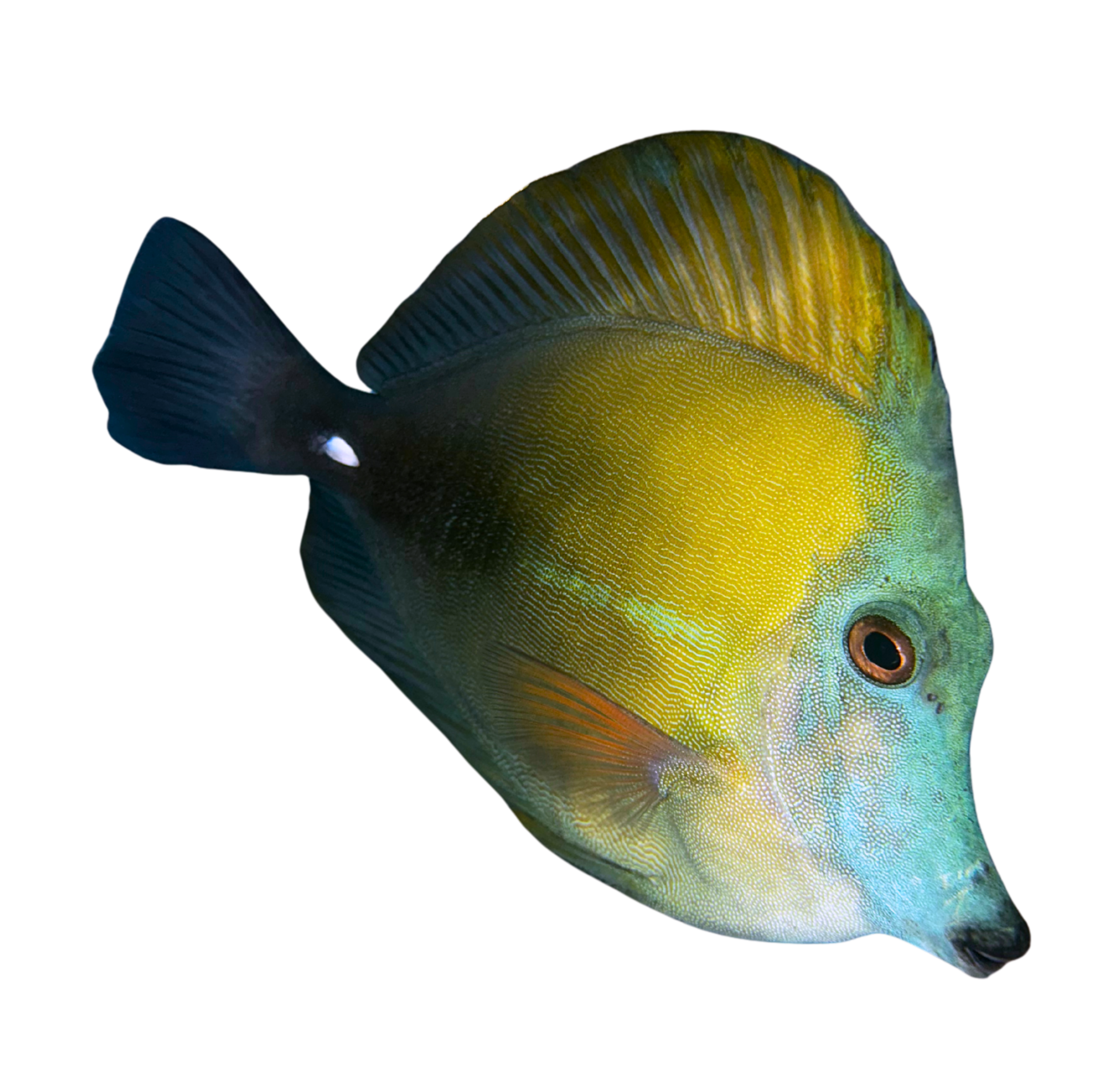 Blue Face Koi Tang #A1 - Harry's Marine Life