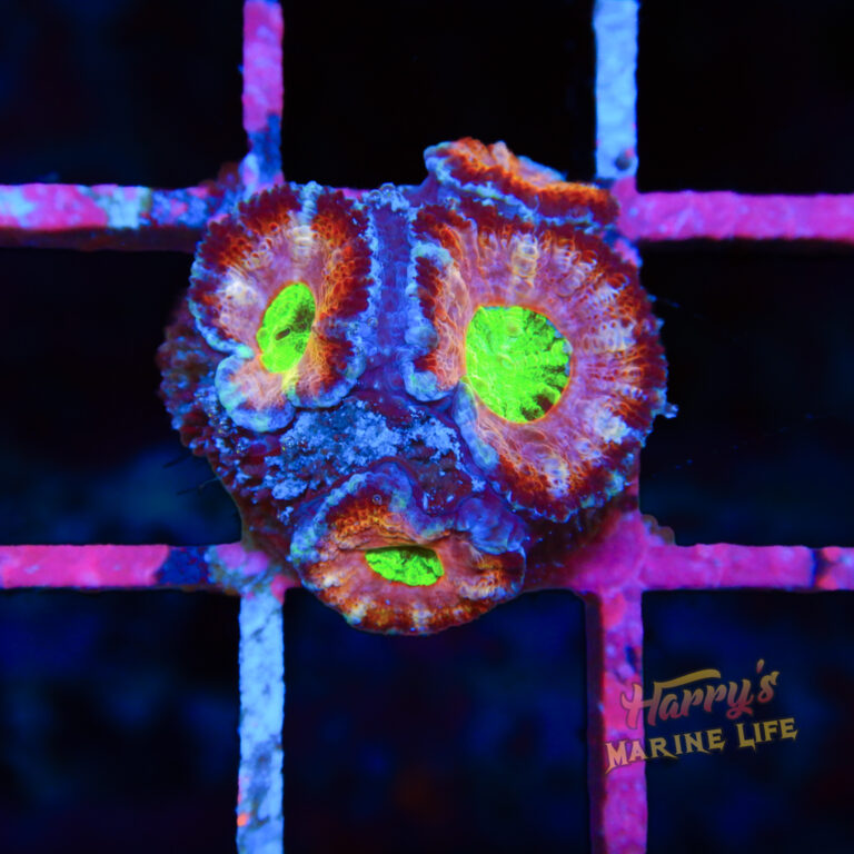 Purple Rainbow AQ Asian Acan 724 - Harry's Marine Life