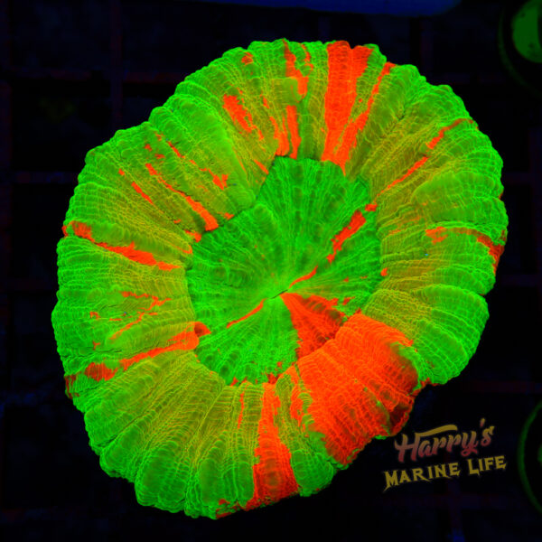 Master Bleeding Apple Scoly 275 - Harry's Marine Life