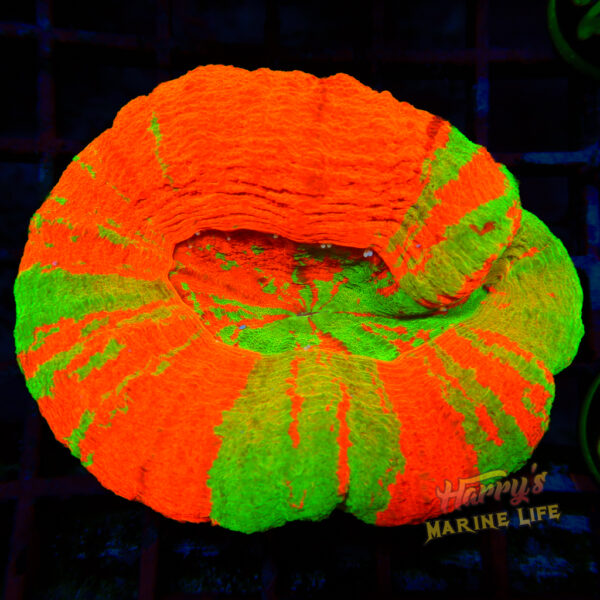 Master Reverse Bleeding Apple Scoly 047 - Harry's Marine Life