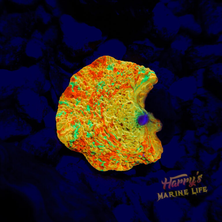 Rainbow Confetti Jawbreaker - Harry's Marine Life