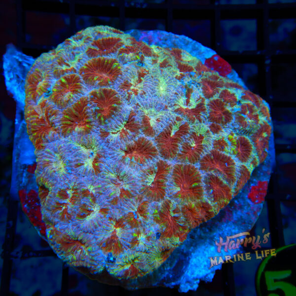 Splatter Favia Colony 524 - Harry's Marine Life