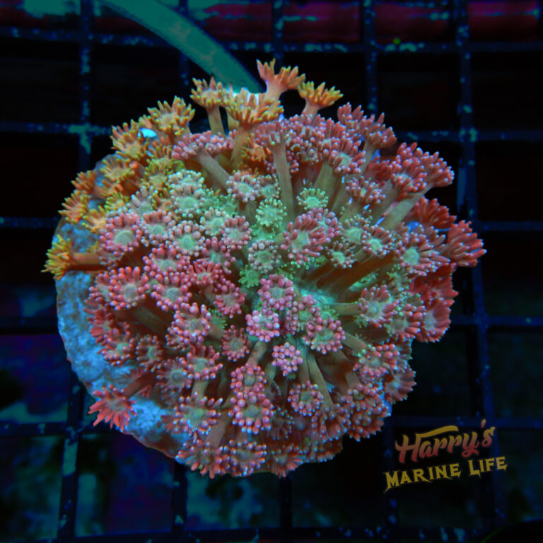 Rainbow Goniopora Colony 285 - Harry's Marine Life