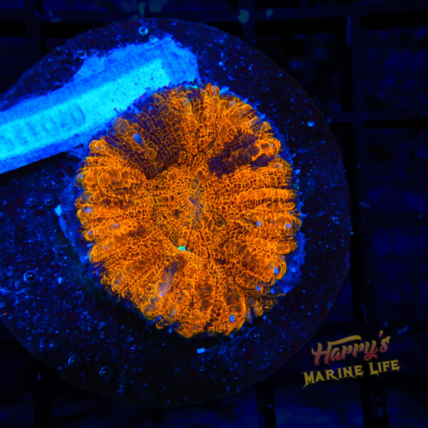 Splatter Asian Acan - Harry's Marine Life