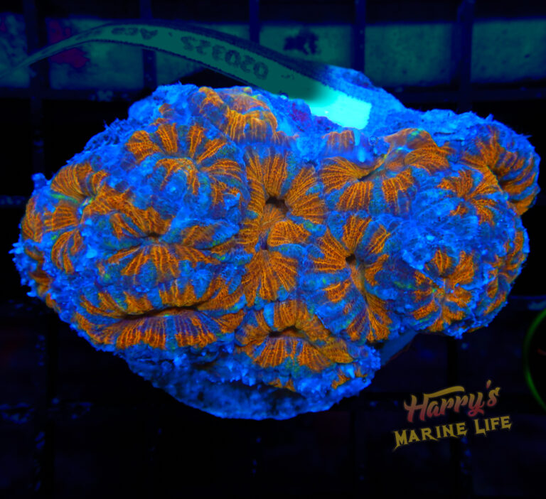 Blue Stripe Asian Acan Colony 165 - Harry's Marine Life